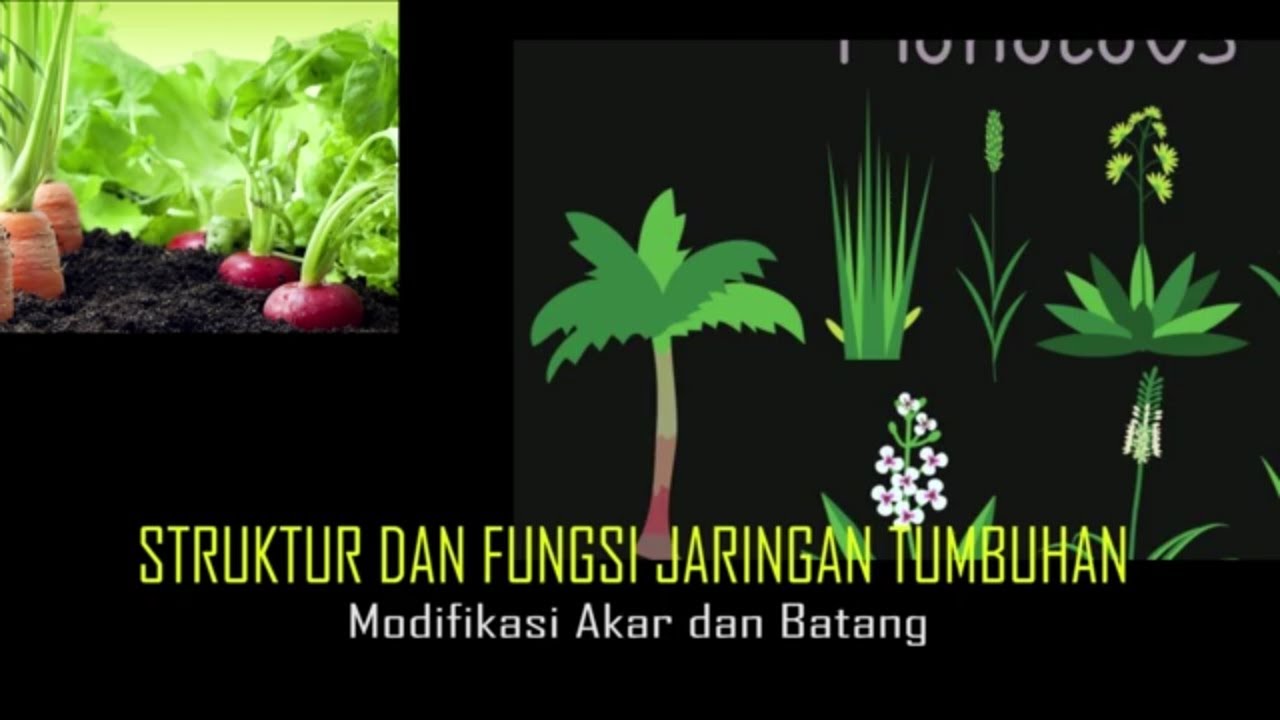 MODIFIKASI STRUKTUR AKAR DAN BATANG PADA TUMBUHAN - YouTube