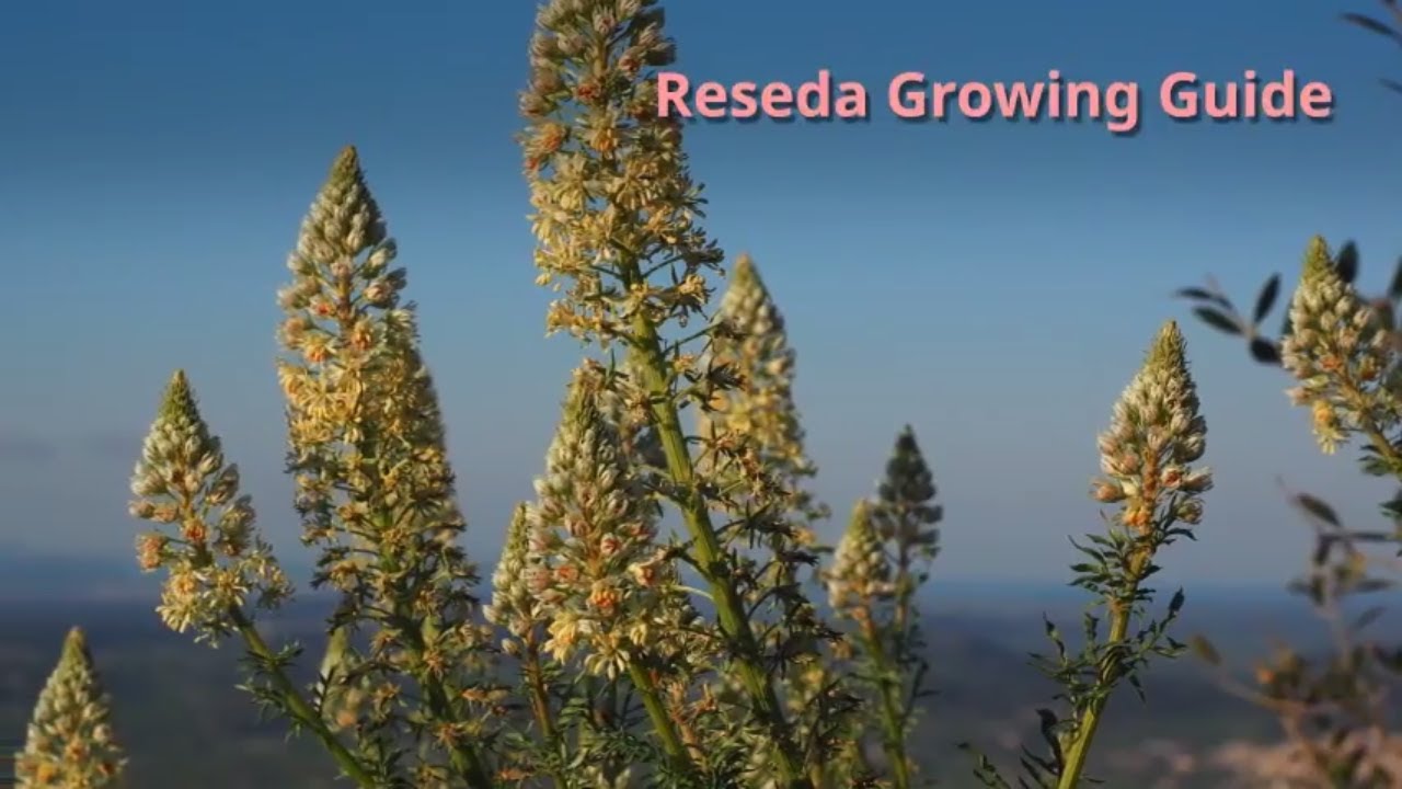 Reseda Flower Meaning | Best Flower Site