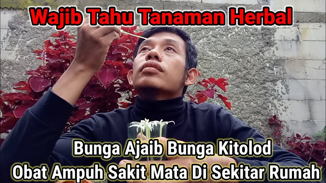 CARA MENGGUNAKAN BUNGA KITOLOD UNTUK MENGOBATI MATA / MENYEHATKAN MATA ...