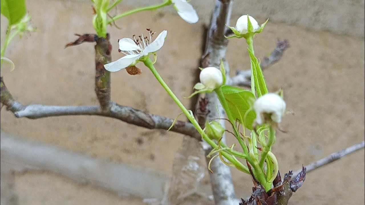 Pé De Pêra com frutinhas e flores em plena polinização - YouTube