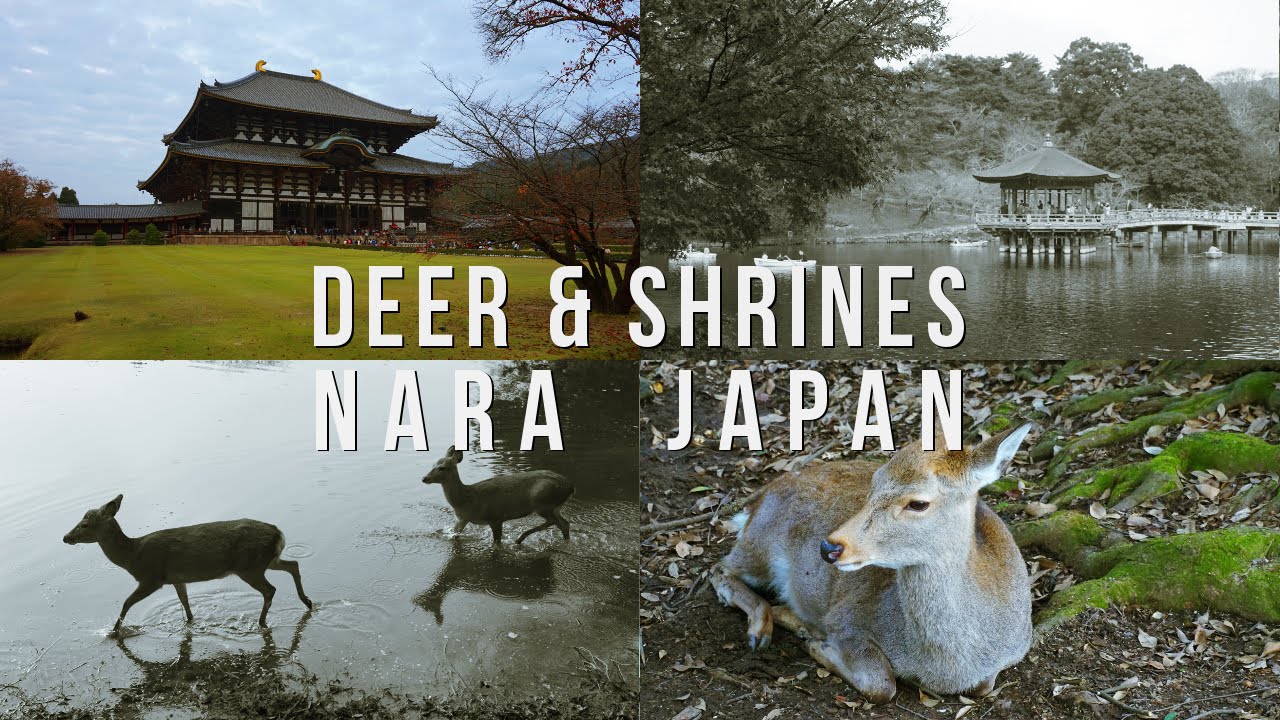 Deer Park and Famous Temples & Shrines in NARA | Experience Japan - YouTube