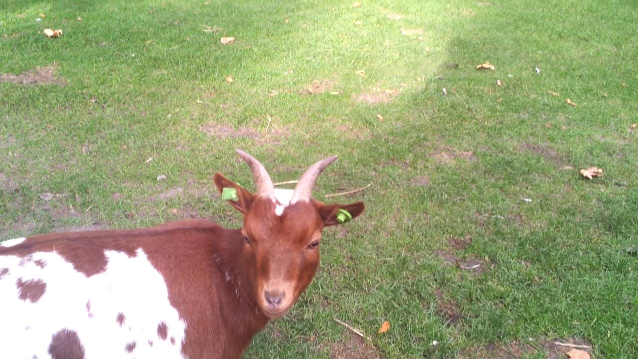 Goat sound - YouTube