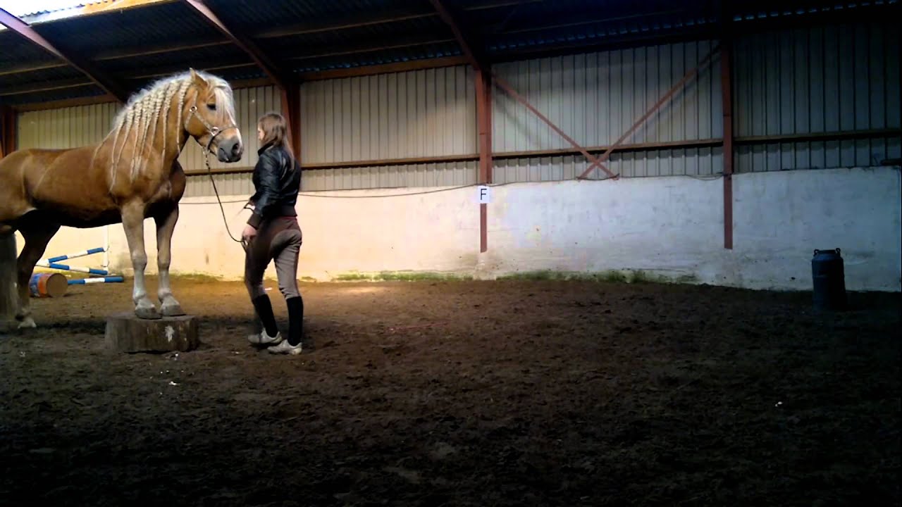 [NEW TRICK] Beginning of the capriole! - YouTube