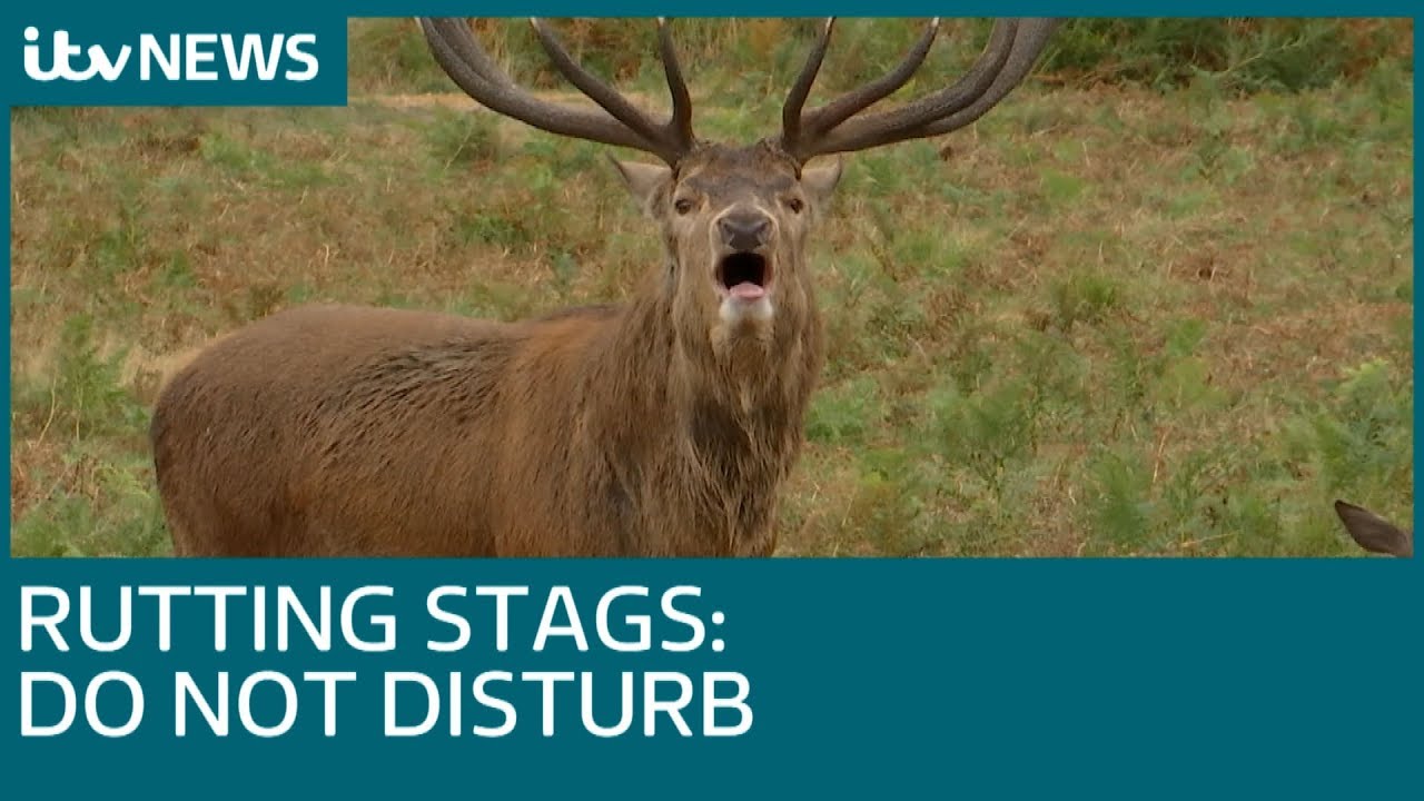 Rutting Stags