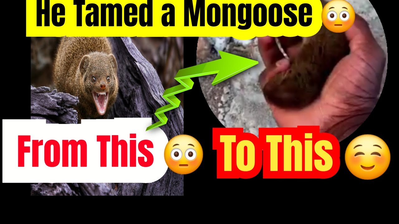 Jamaican Man Tamed A Mongoose It is Now His Pet. - YouTube