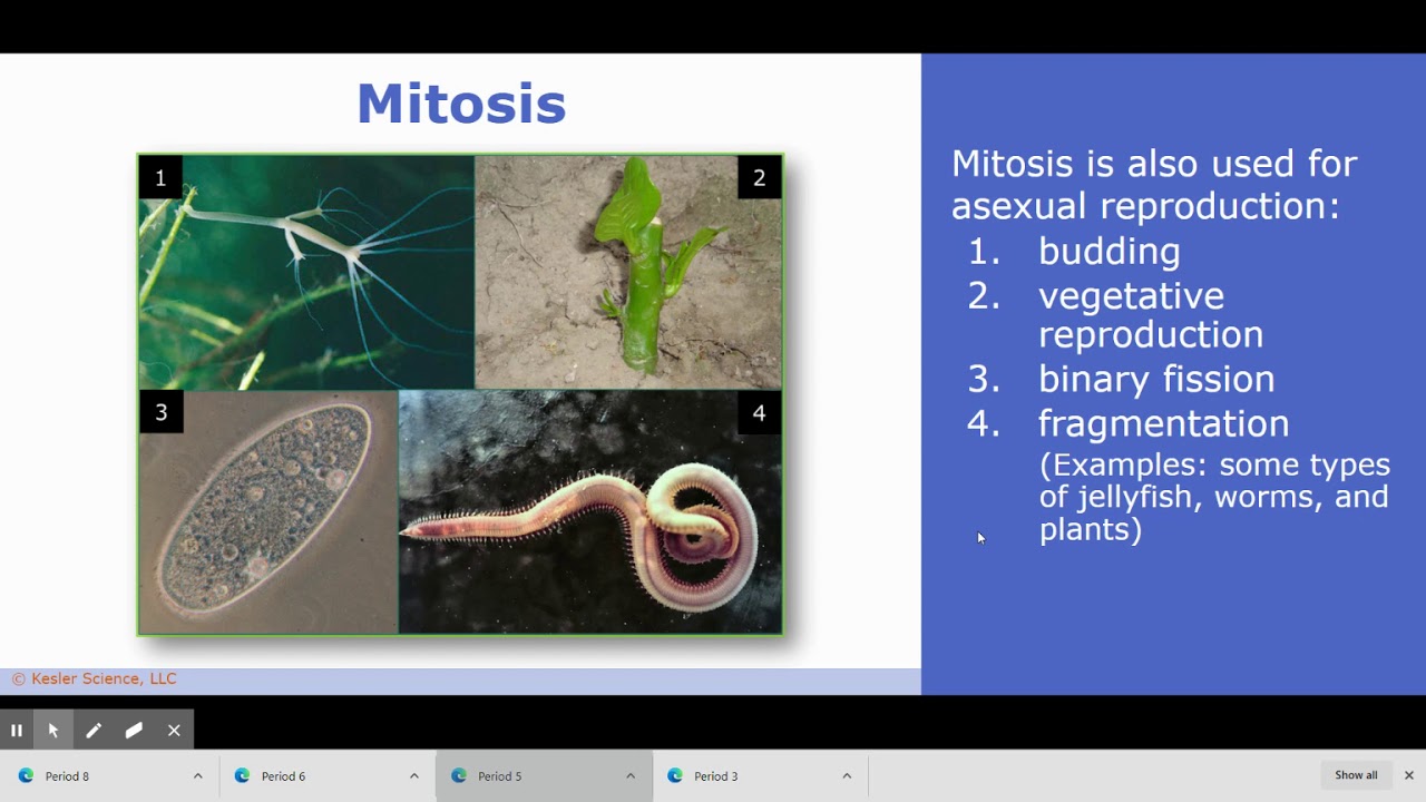 Mitosis and Meiosis Lesson Answer Key - YouTube