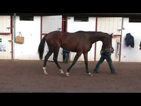 2021 Autumn Sale - Lot 419B g. IRONICA DE THAIX (COASTAL PATH x REBECCA DE THAIX)