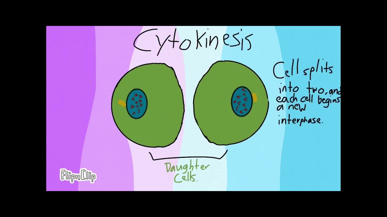 Mitosis Animation Science Project - YouTube