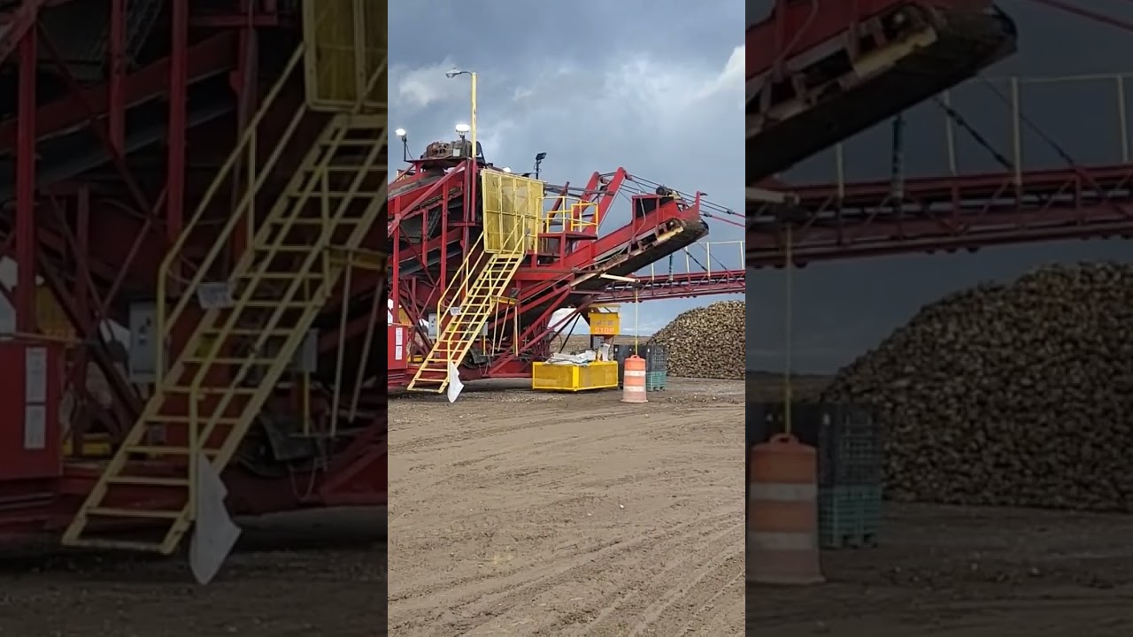 Michigan Harvest sugar beets 2022 - YouTube