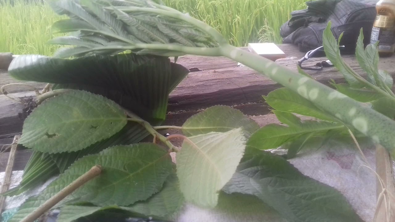 Daun Jelatang (pulus) dan Obatnya - YouTube