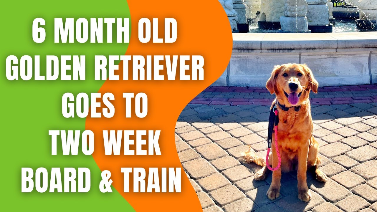 The Complete K9 - 6 Month Old Golden Retriever Goes To Two Week Board ...