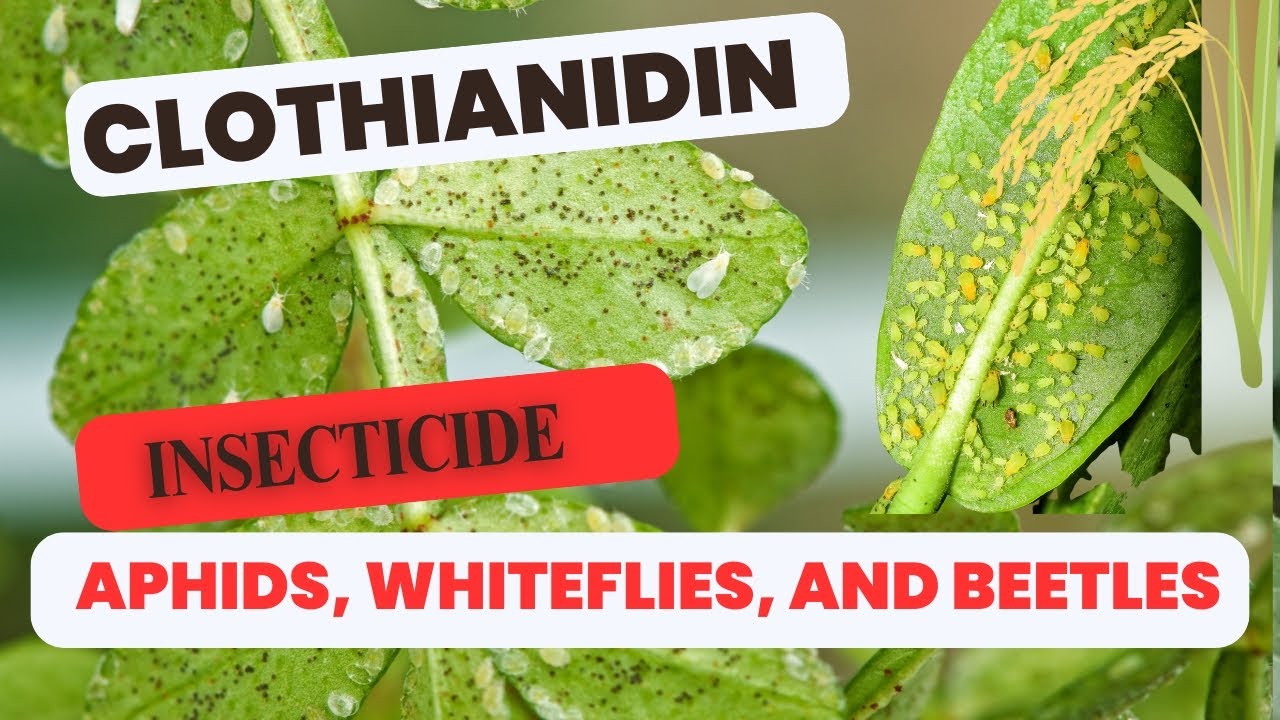 Clothianidin: The Powerful Neonicotinoid Insecticide | Uses, Mode of ...
