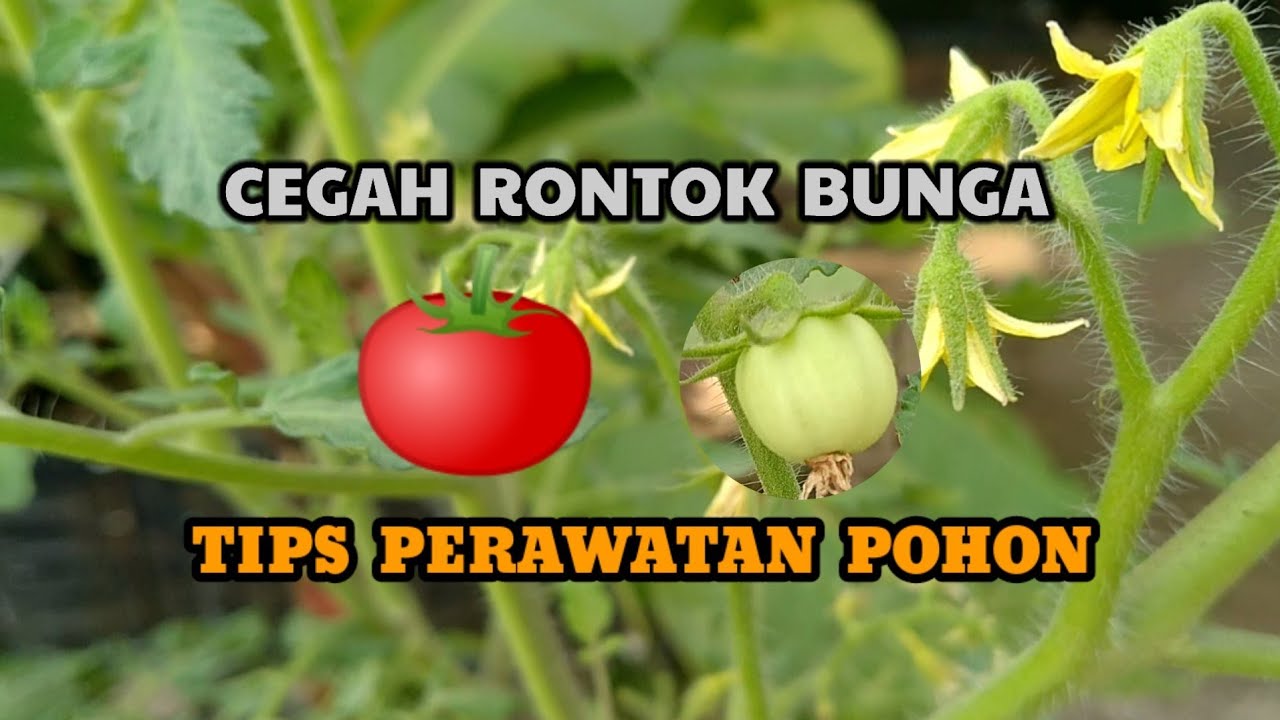 TIPS AGAR BUNGA TOMAT TIDAK RONTOK - YouTube
