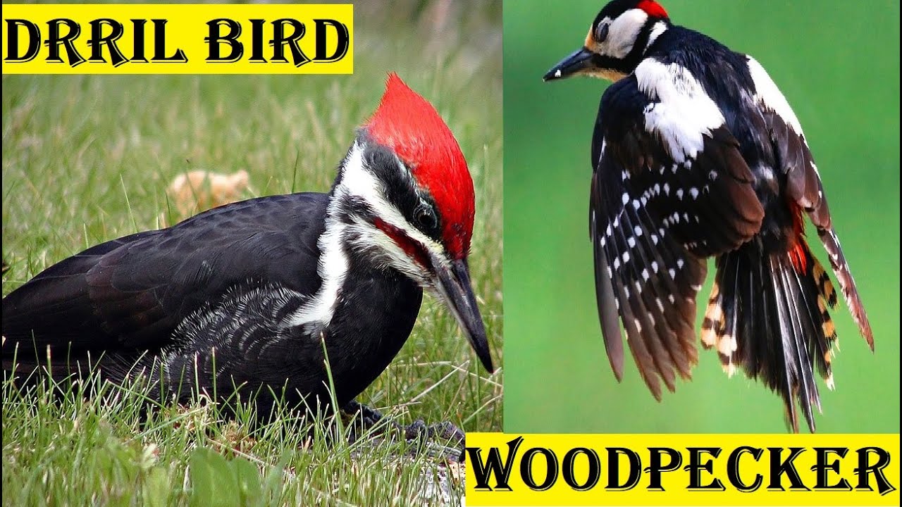 woodpecker | woodpecker hard worker birds life facts | animal deep life ...