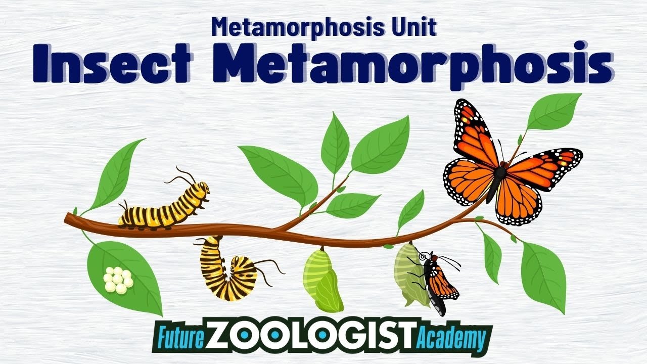 Insect Metamorphosis | Complete and Incomplete Metamorphosis - YouTube