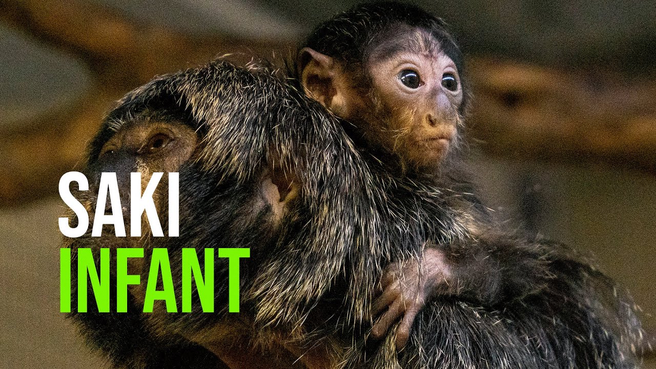 White-Faced Saki Monkey Baby - YouTube