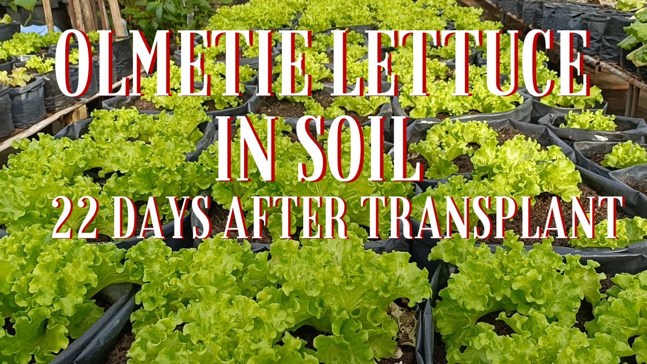 Olmetie Lettuce in soil update '22 days after transplant' - YouTube