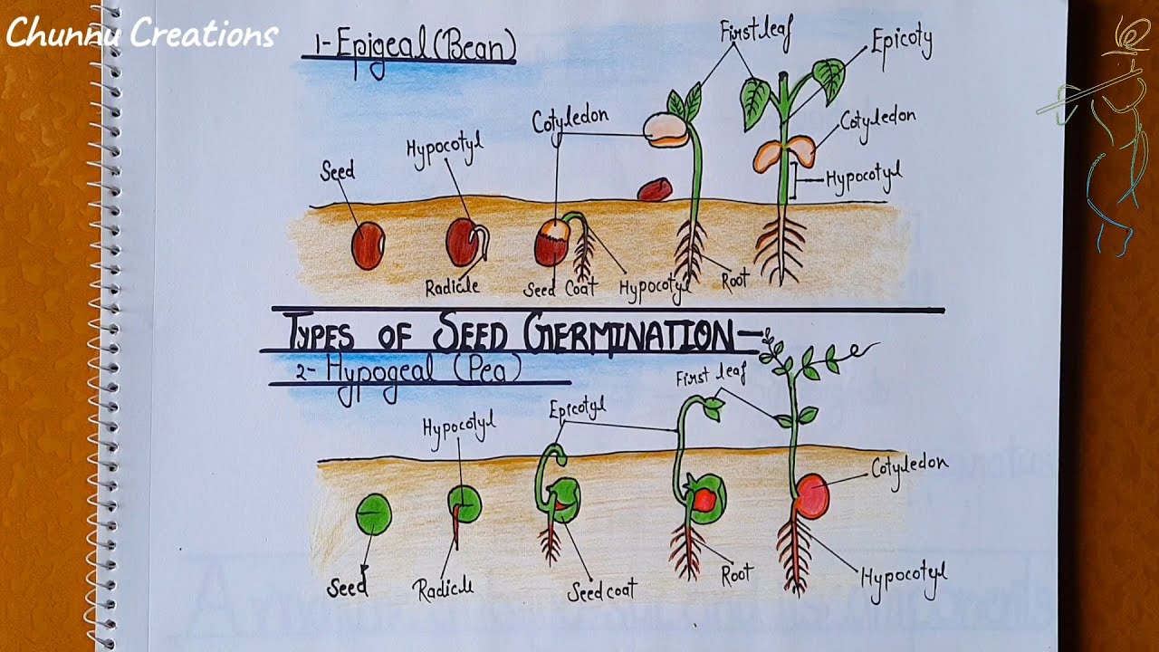 How to draw seed germination.seed germination drawing step by step easy ...