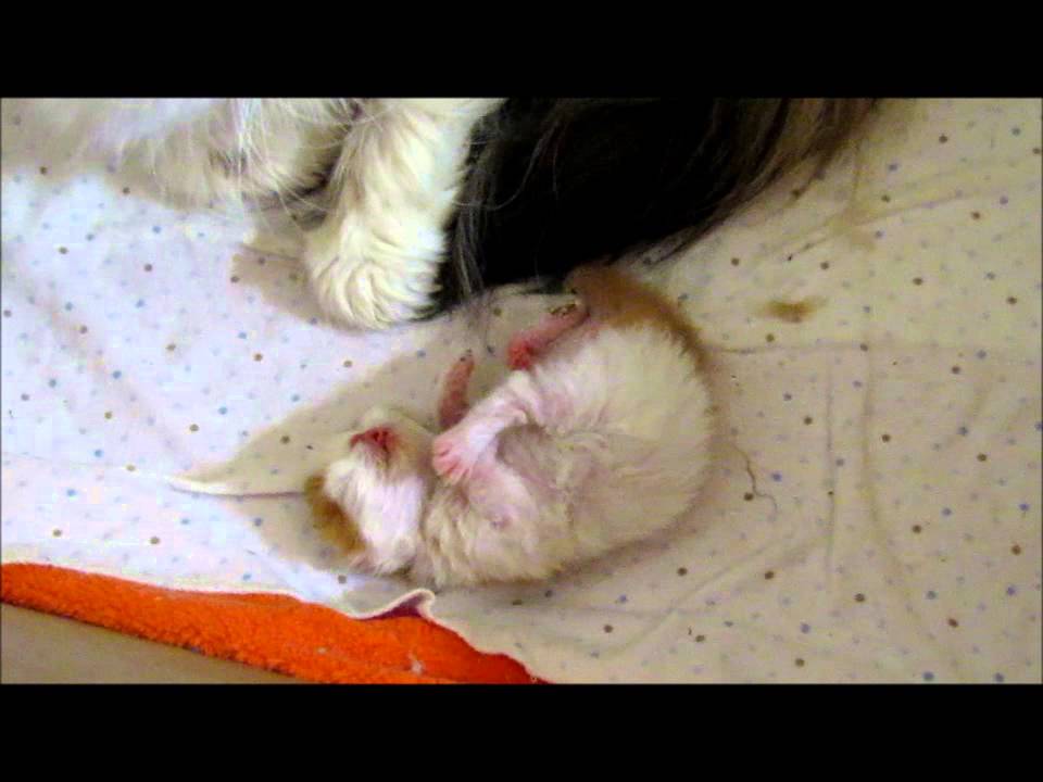 One Week Old Kitten Sleep Tight And Dream YouTube one-week-old-kitten-sleep-tight-and-dream-youtube