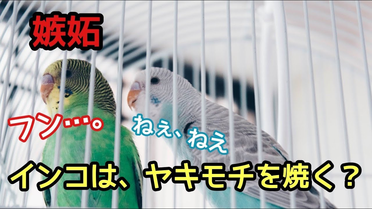 セキセイインコの嫉妬【かわいいおしゃべりペットちゃんの飼い方】 Youtube