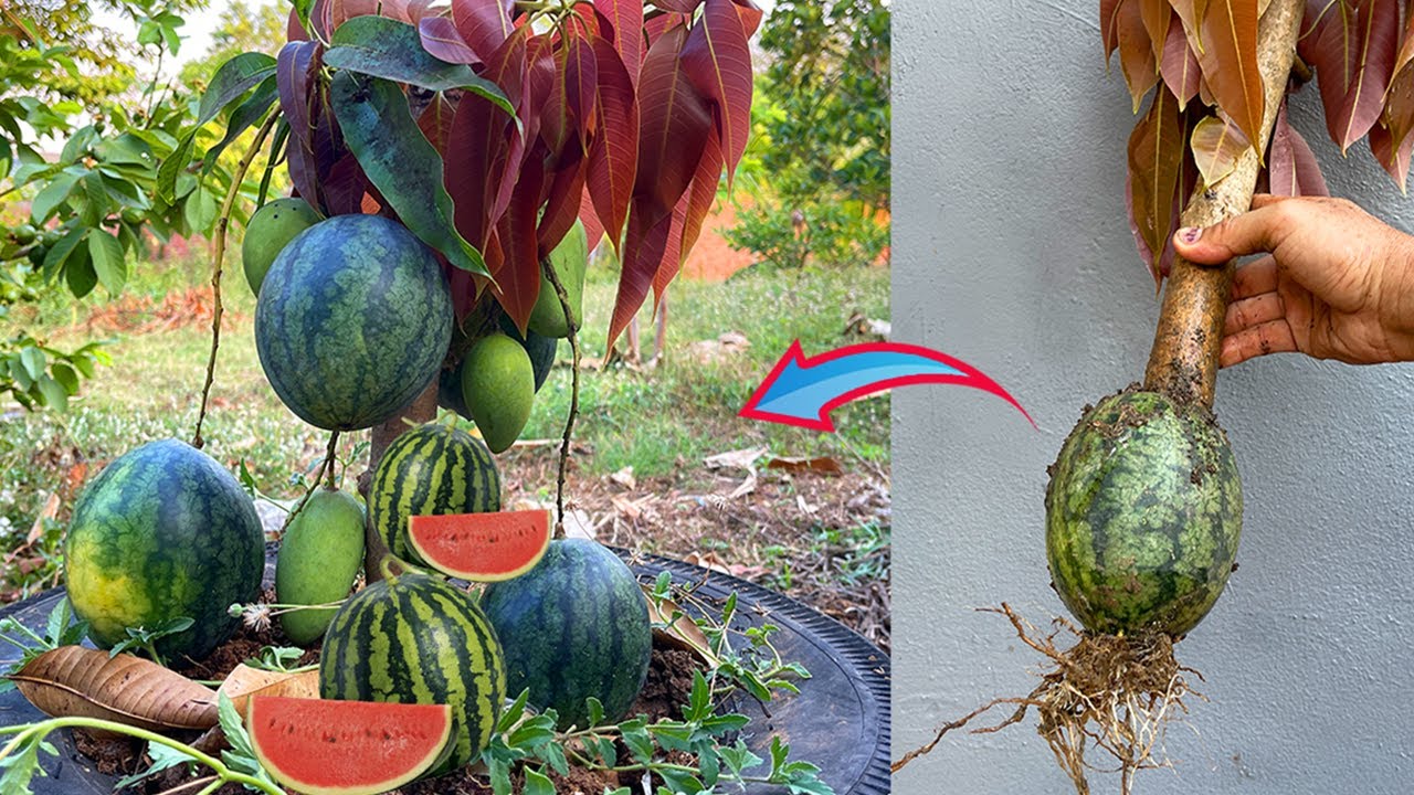 How to propagate Mango with watermelon fruit from cutting-crafting idea ...