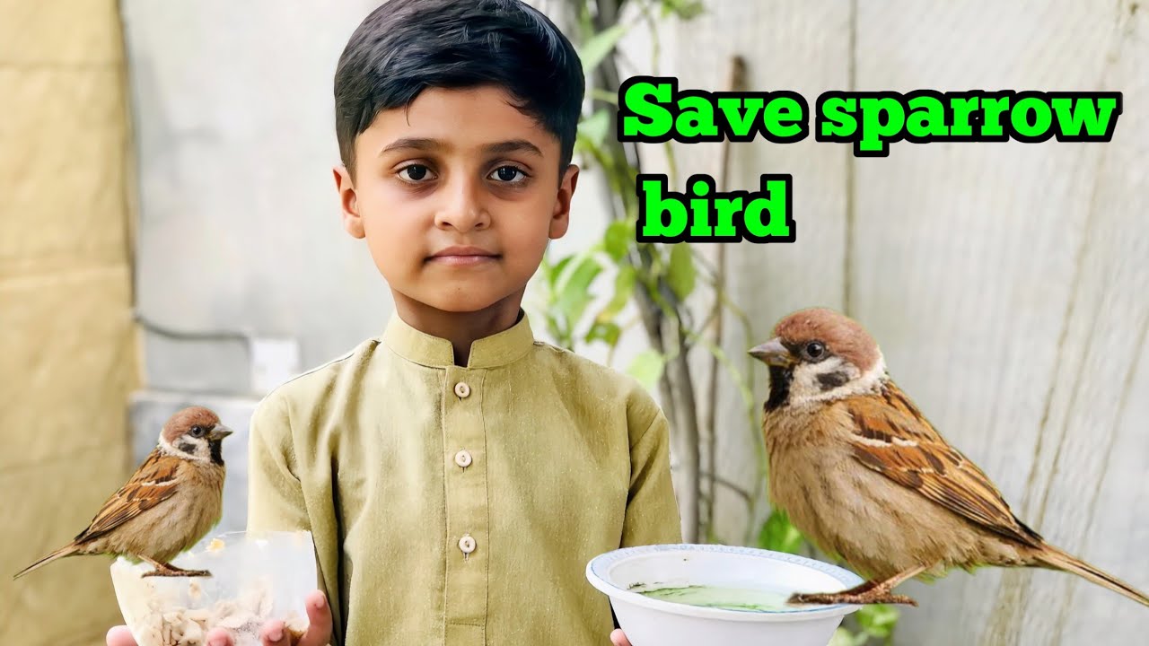 Save sparrow bird | Chidiya ke liye Rakha khana aur Pani - YouTube