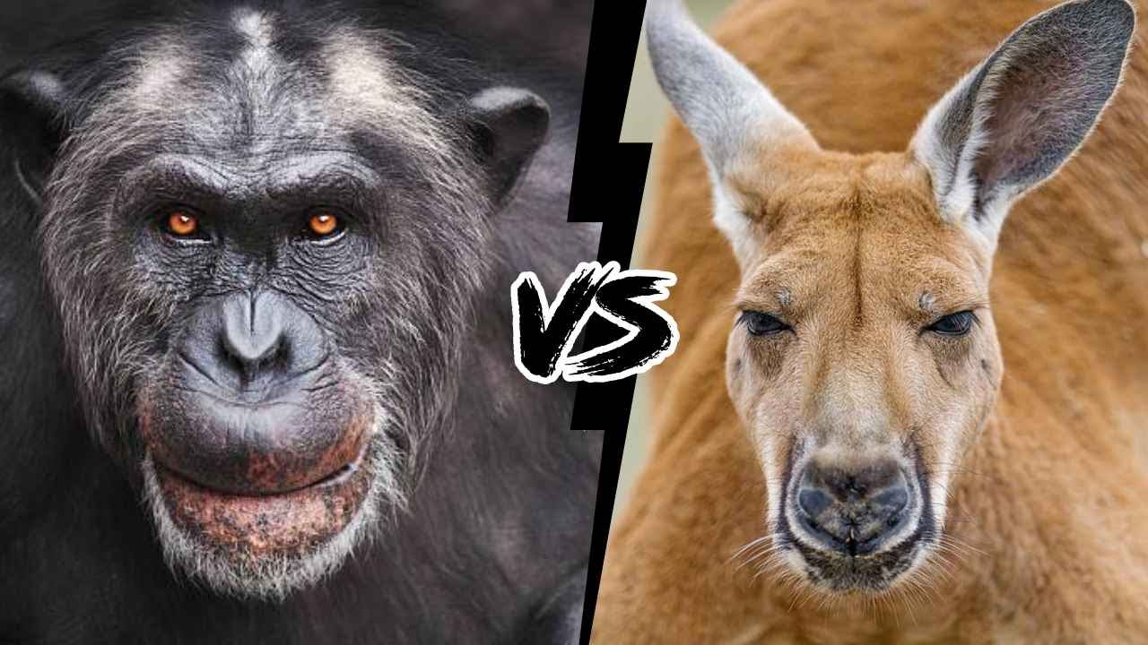 CHIMPANZÉ VS CANGURU - Quem é mais forte? - YouTube