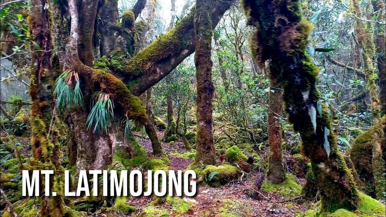 Keindahan Hutan Lumut Jalur Timur Gunung Latimojong - YouTube