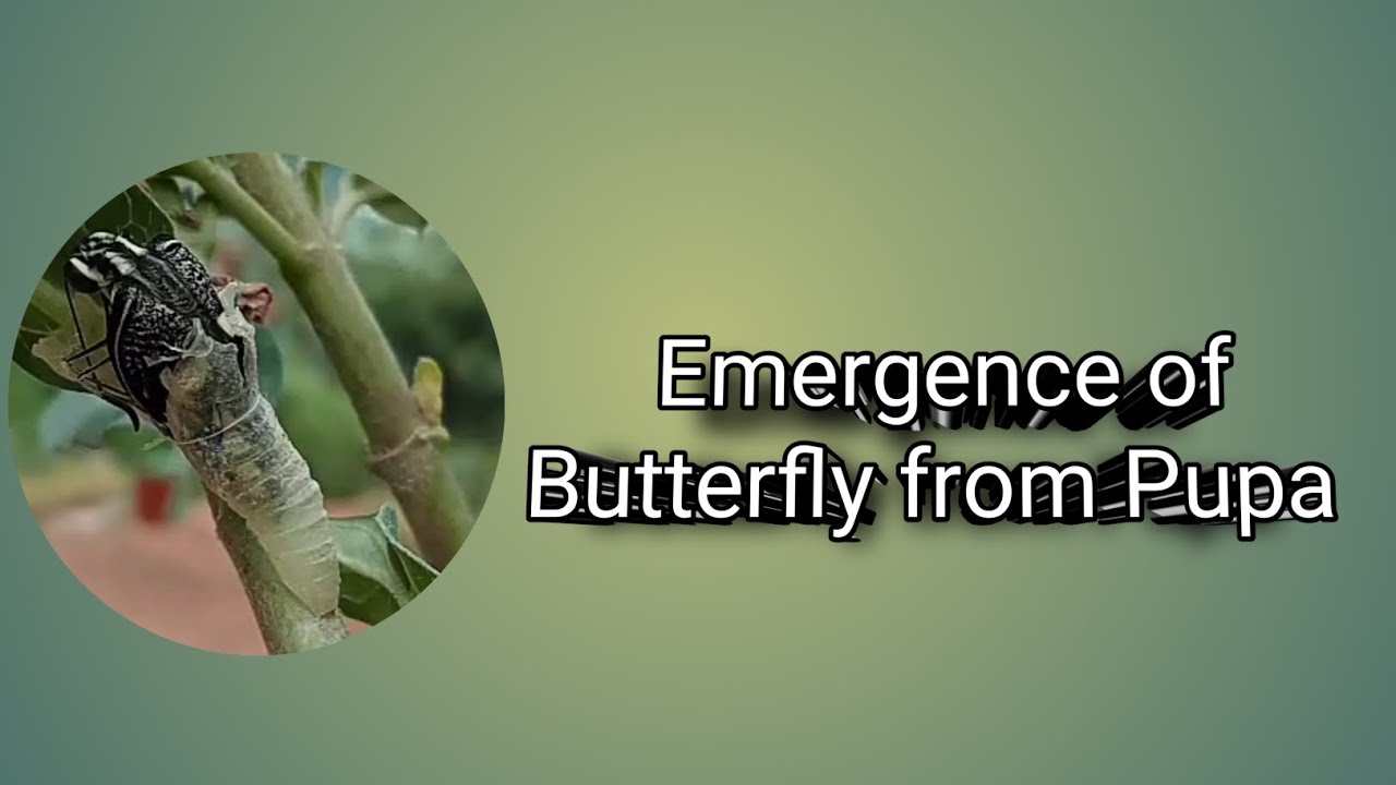 Butterfly Emergence || Butterfly video || Butterfly life cycle 🦋🦋 - YouTube