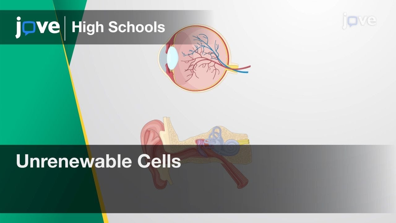 Unrenewable Cells | Cell Bio | Video Textbooks - Preview - YouTube