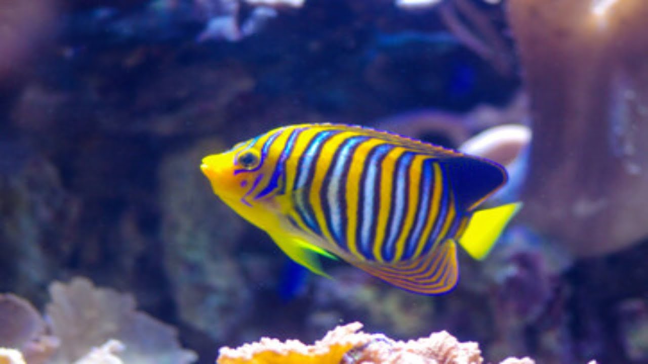 Red Sea Regal Angel | Saltwater Fish | Quarantined Fish #videos # ...