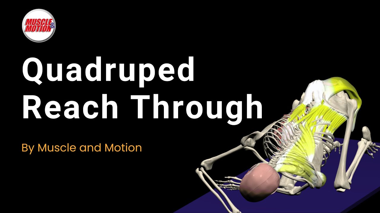 Master the Quadruped Reach Through - YouTube