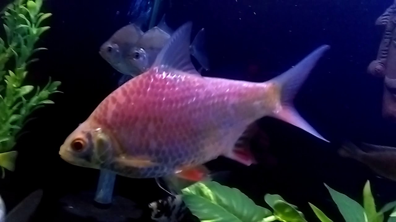 parrot fish oscar fish tank mates - YouTube