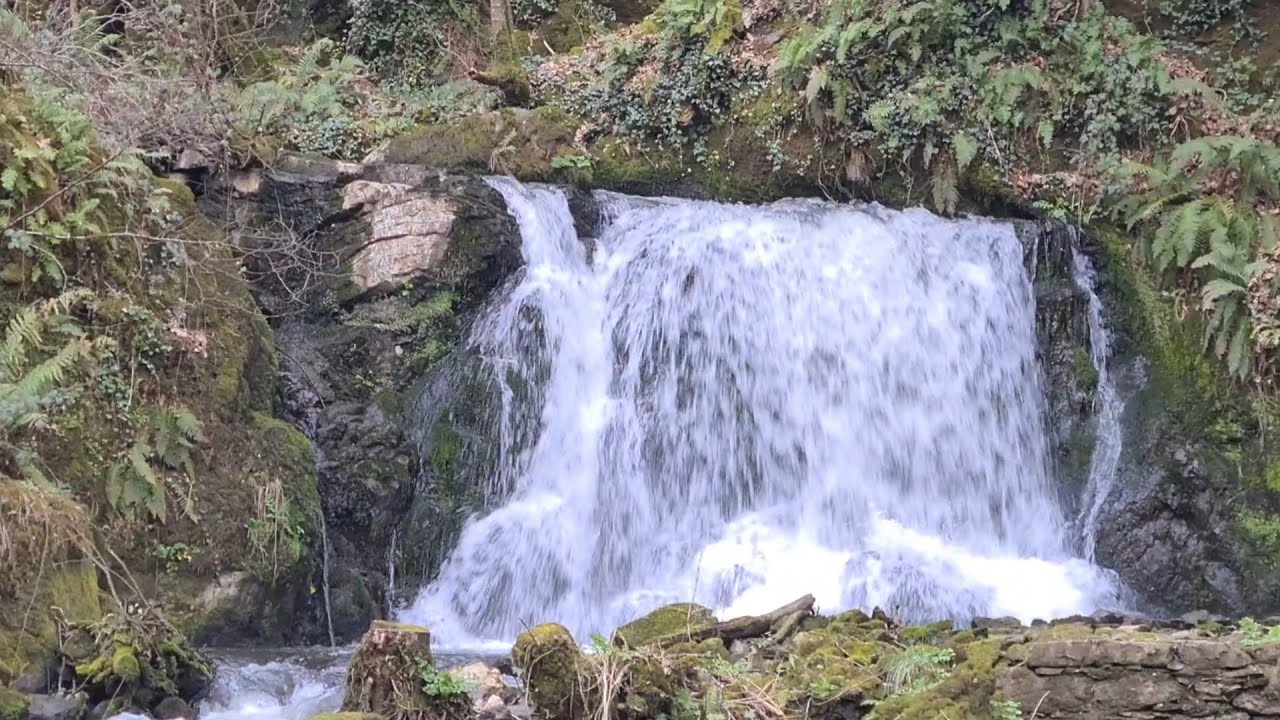 Edenvale Woods and Waterfalls, Co. Wexford | Walking trails Ireland ...