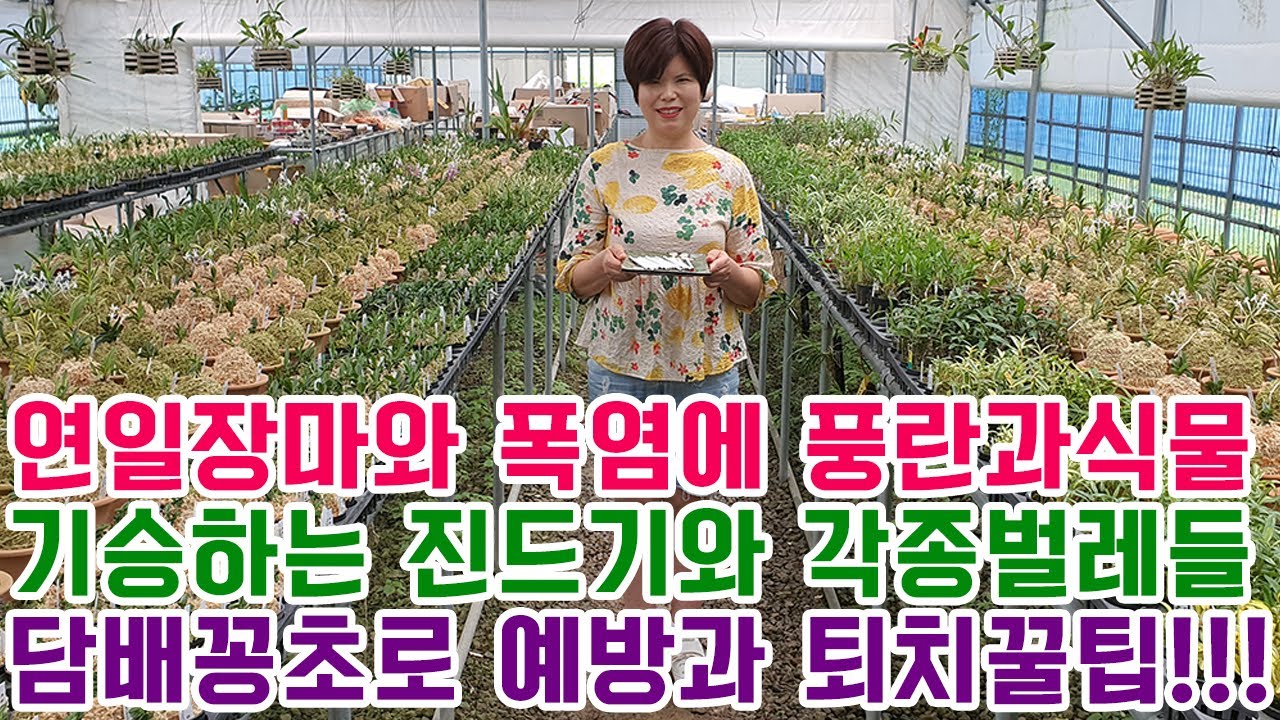 연일장마와 폭염 풍란과 식물에 기승하는 진드기와 각종깍지벌레들 담배꽁초로 예방과 퇴치꿀팁 꽃밭에서 난원 춘란 석곡 난초