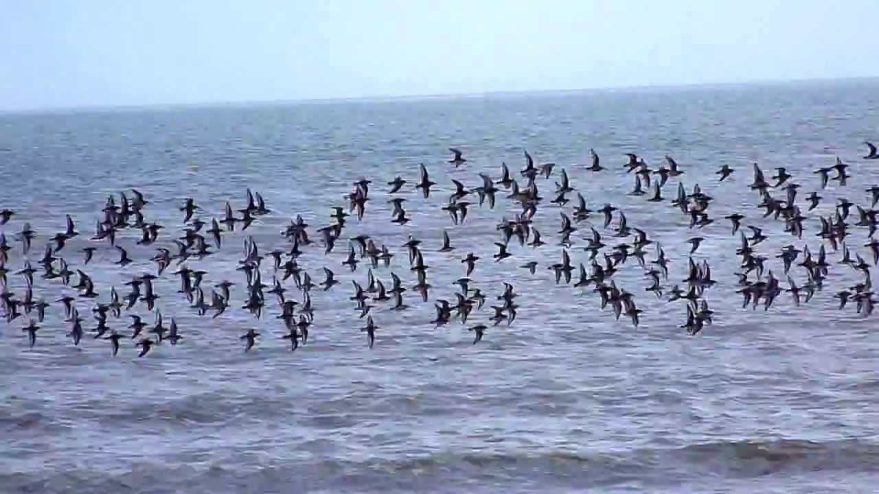 Flight of Dunlin and Ringed Plover - YouTube