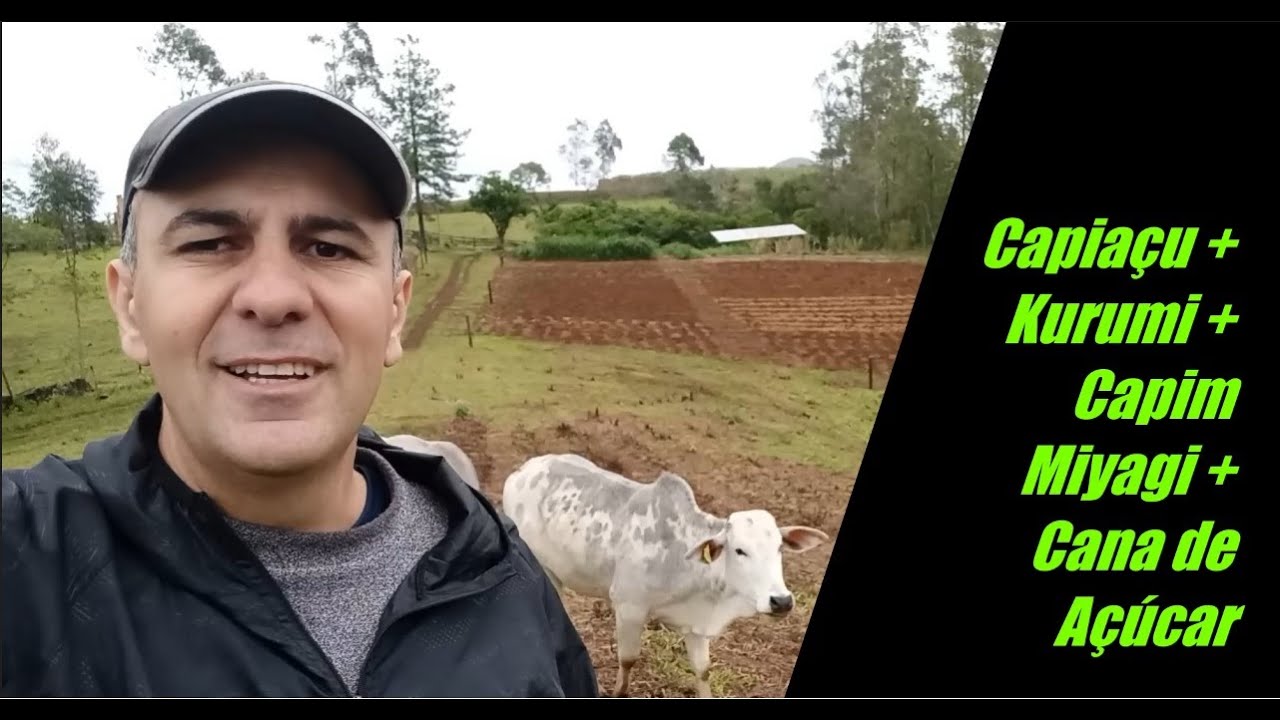 Capiaçu + Kurumi + Capim Miyagi + Cana de Açúcar +- Capim Guatemala. Vd ...