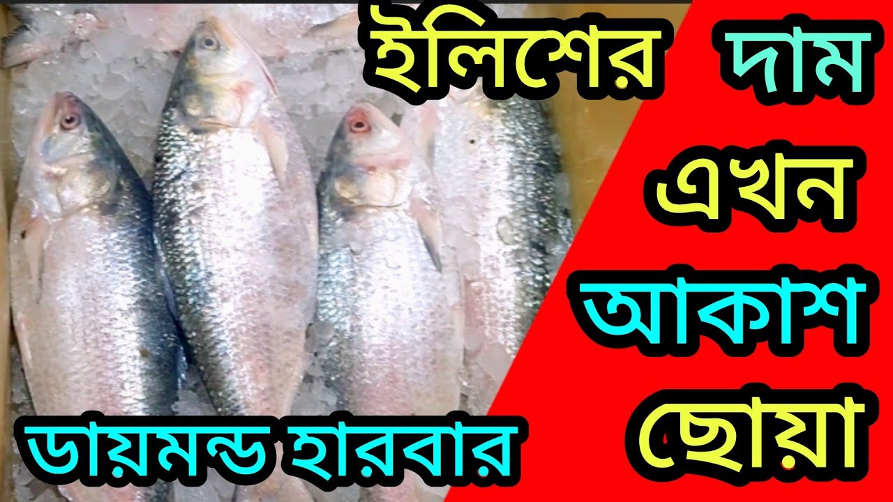 Diamond harbour fish market ll নগেন্দ্র বাজার ll wholesale fish market ...