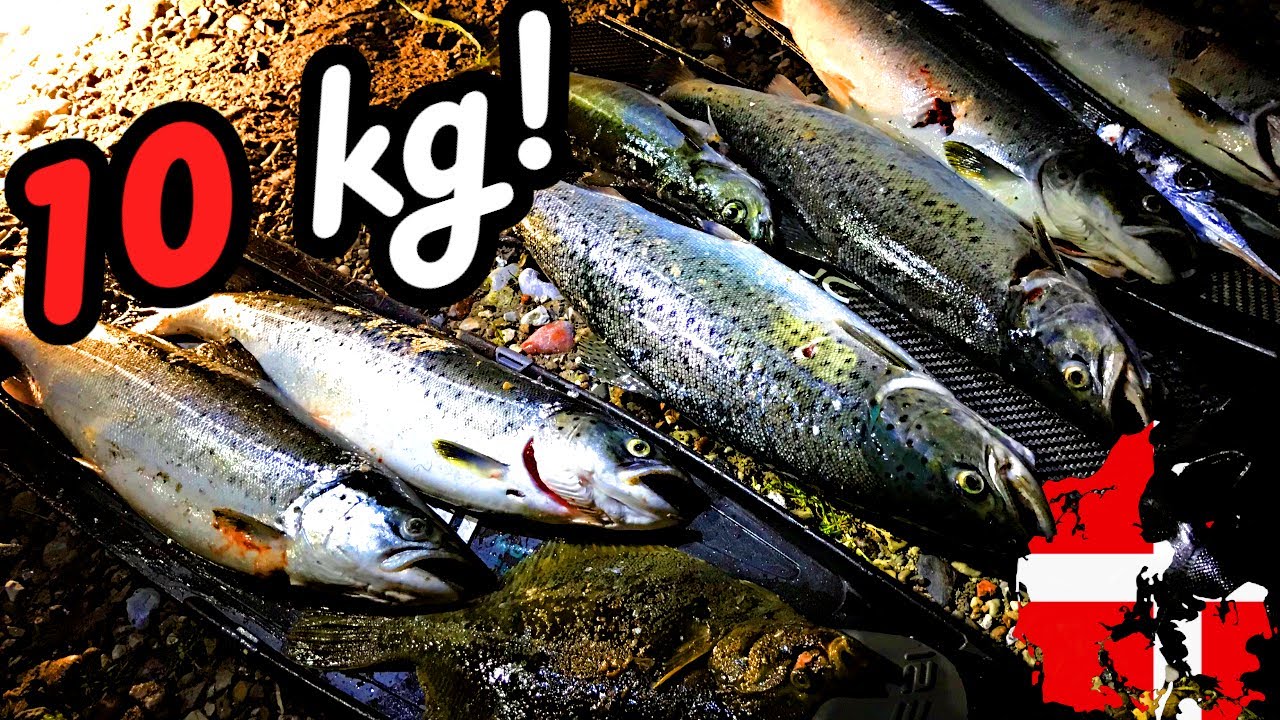 Catch more than 10 kg Sea trout at Night Spearfishing - Denmark - YouTube