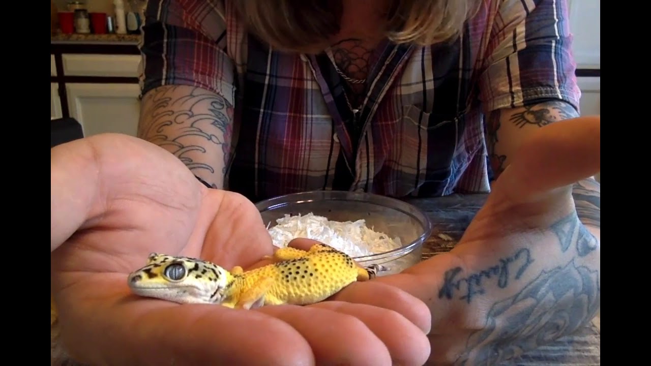 Morph Leopard Gecko Lemon Frost - YouTube