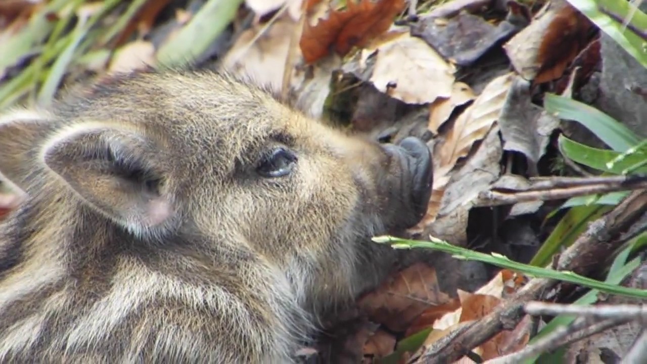 PUI DE MISTREȚ ÎN PARCUL NATURAL APUSENI - WILD BOAR IN ROMANIA - YouTube