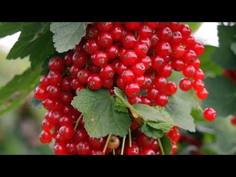 FRENK ÜZÜMÜ NASIL YETİŞTİRİLİR