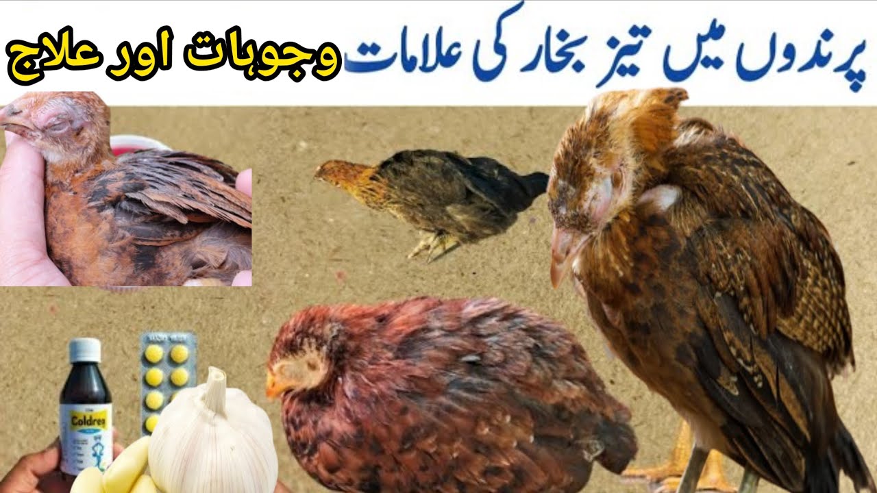 Treatment of Fever in Chickens 🐓 | Best Medicine For Sick Chickens ...