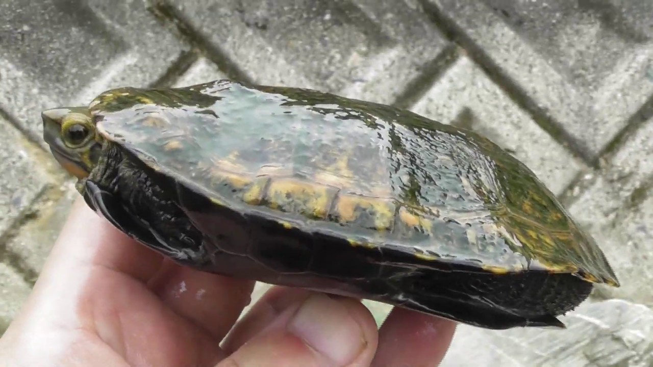 When I went to catch a wild Japanese turtle, I came across a soft ...