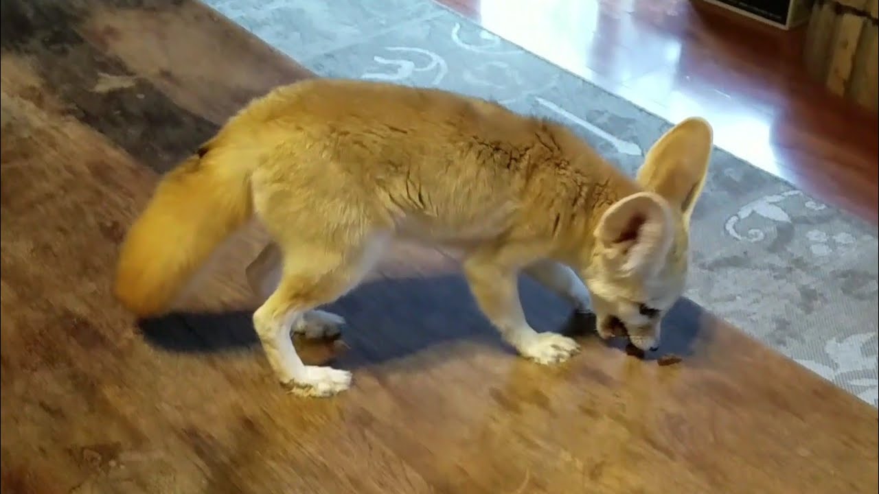 My Fox Hides Stolen Food in the MOST RIDICULOUS Place - YouTube