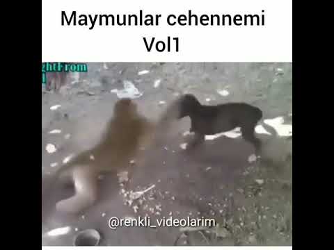 maymunlar cehennemi renkli videolarım vol 1
