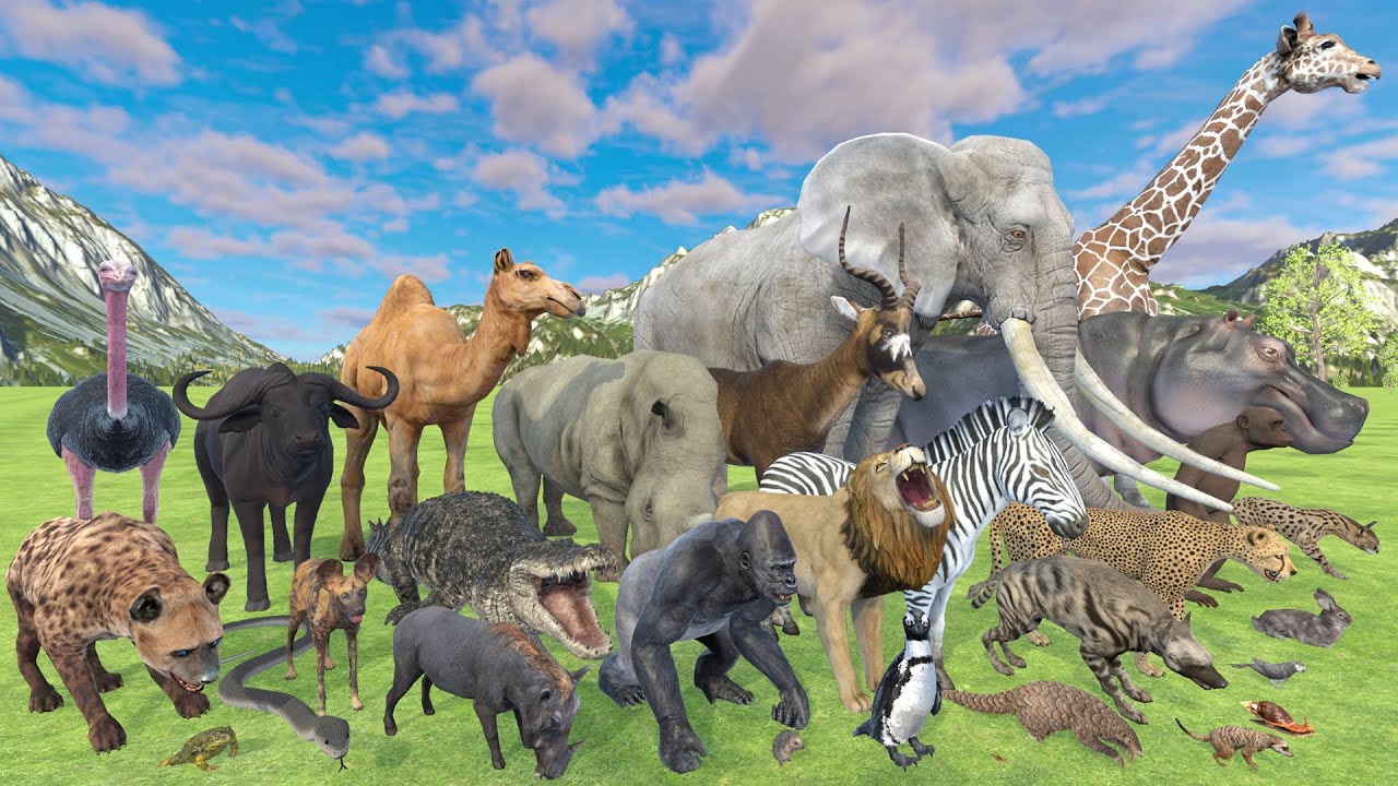 African Animal Size Comparison - Realistic 3D Animation Comparison ...
