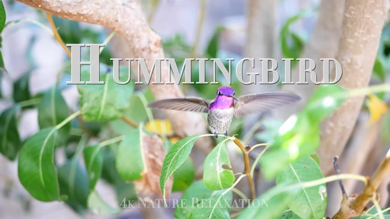 Relaxing Music with Birds Singing - Beautiful Nature Scenery With ...