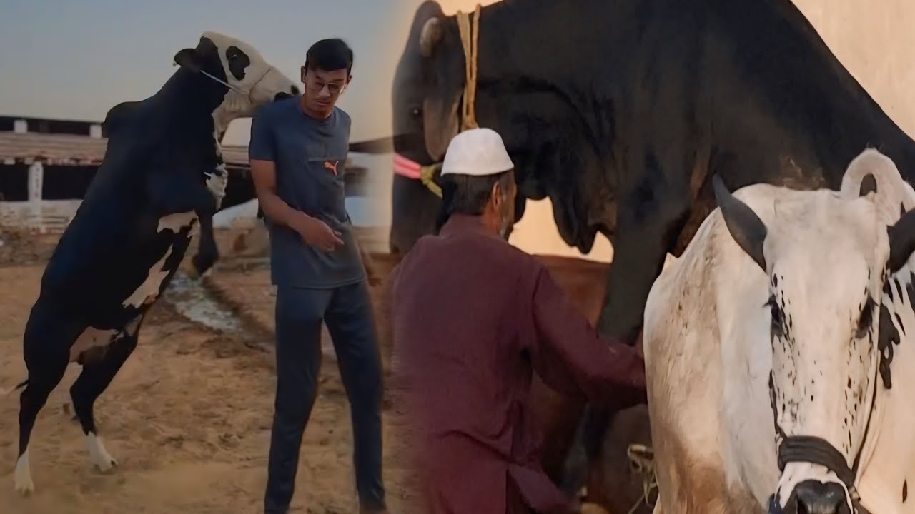 Aj wera bhag gaya || angry bull || rohan pet house || @shehrmaindihat ...