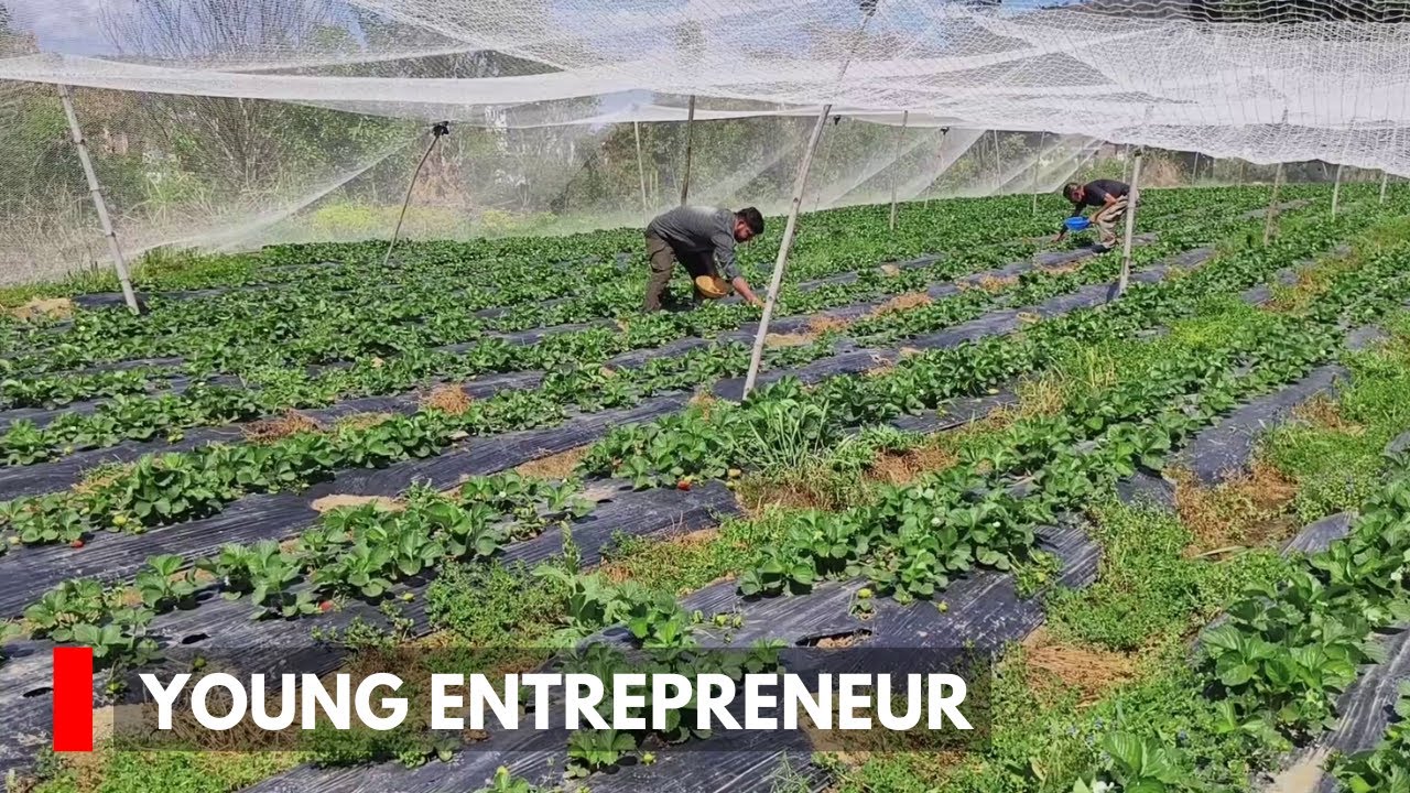 Udhampur: Vinod Sharma’s Strawberry Success Story Offers Window To Govt ...